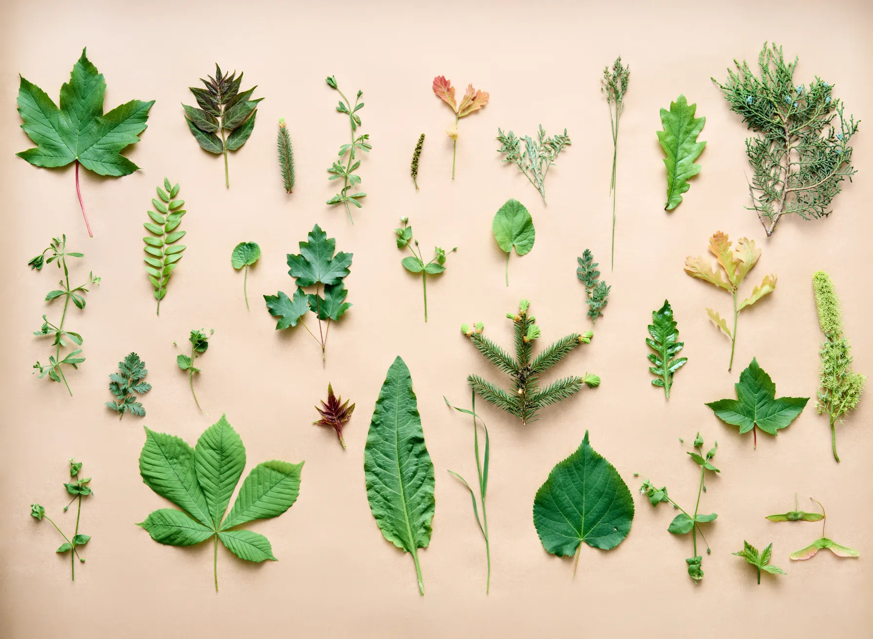 Wild Designs - Kiewit Luminarium